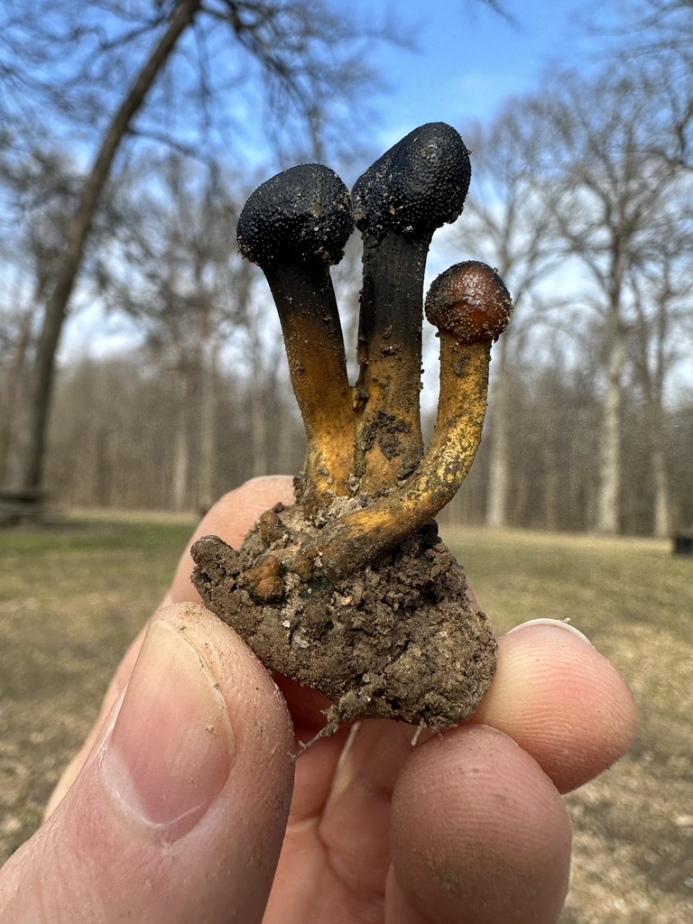 Drumstick Truffleclub from Overton Park, Memphis, TN, US on February 11 ...