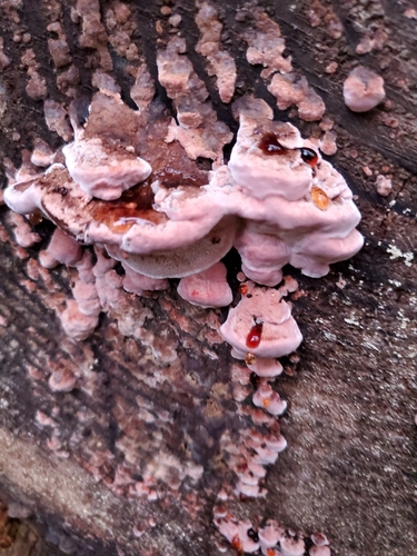 Observations by sulcatus · iNaturalist