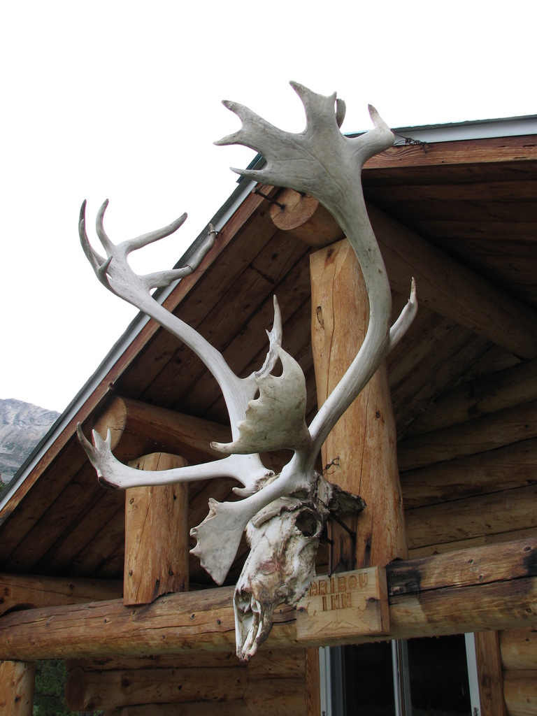 Woodland Caribou from Improvement District No. 12, AB T0E, Canada on ...