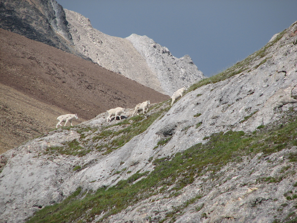Mountain Goat in August 2013 by Brian Catto. Crossing the Natural Arch ...