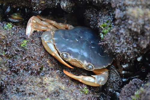 Genus Polybius · iNaturalist