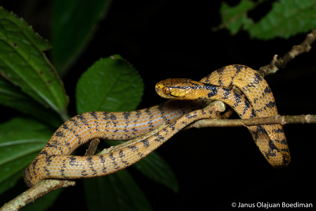 Atayal Slug-eating Snake in December 2021 by Janus Olajuan Boediman ...