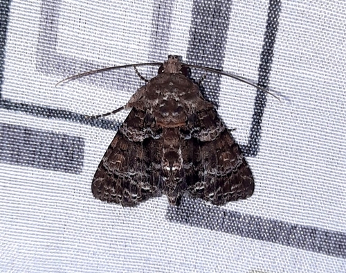 Diopa corone · iNaturalist