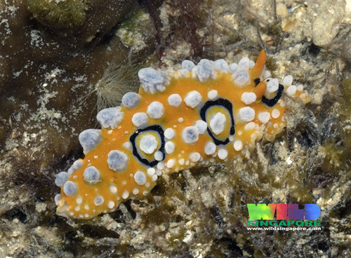 Ocellate Phyllidia (Phyllidia ocellata) · iNaturalist.org