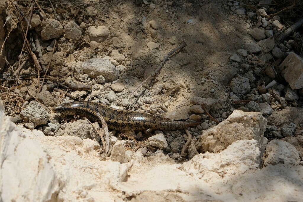 Chalcides ocellatus tiligugu from Ghajnsielem, Malta on May 27, 2018 at ...