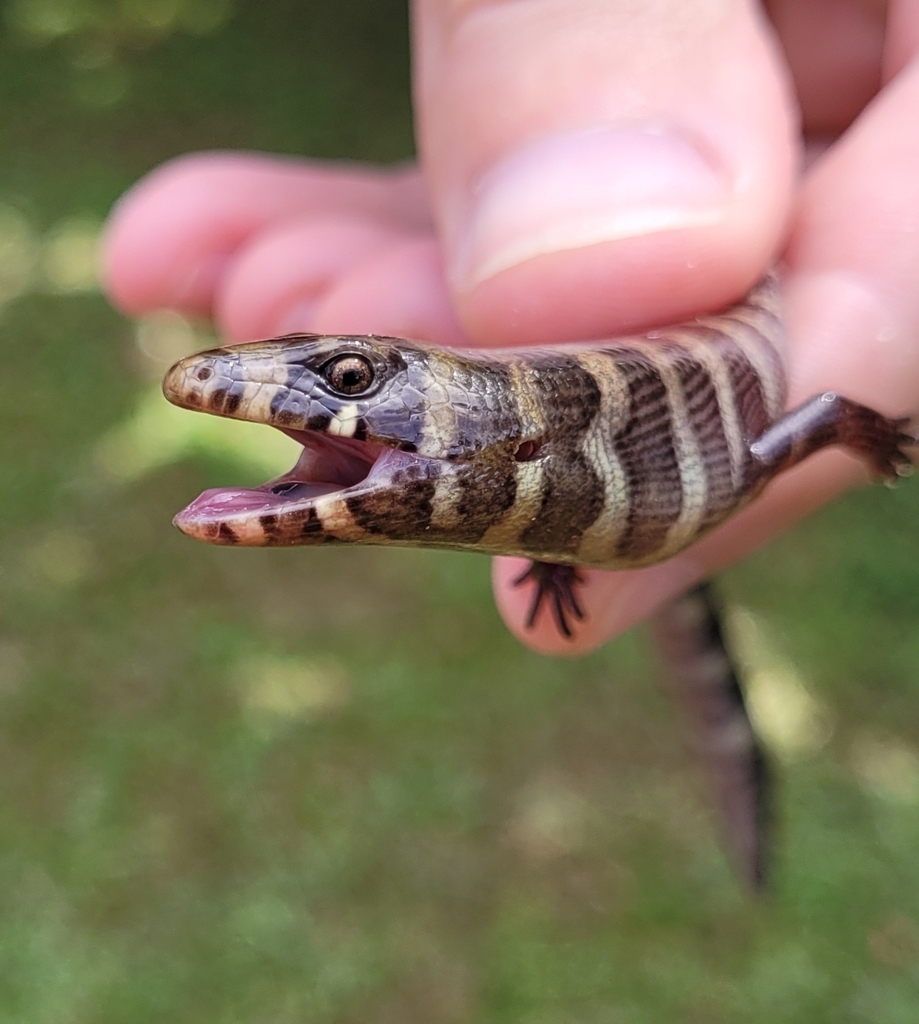 Brazilian Galliwasp from Pacoti, BR-CE, BR on May 21, 2022 at 01:06 PM ...