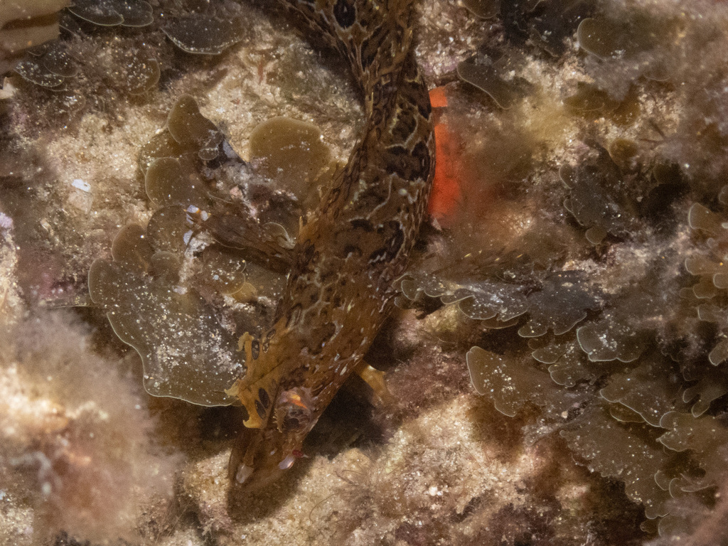 Longnose Weedfish from Victoria, Australia on February 11, 2023 at 07: ...