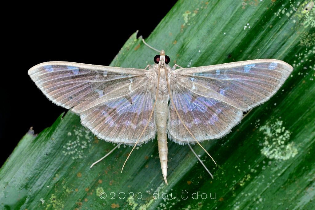 Polythlipta from 中国海南省昌江黎族自治县霸王岭 on January 13, 2023 at 10:07 PM by 豆豆 ...