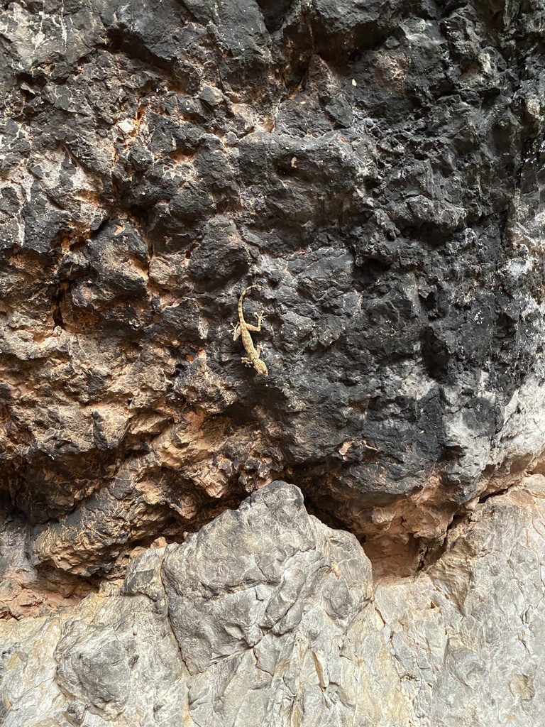 Ruus al Jibal Fan-toed Gecko from Wadi Bih, Ras Al Khaimah, Ras Al ...