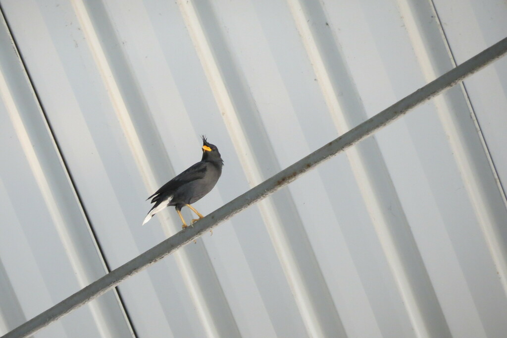 Great Myna from Phasi Charoen, Bangkok, Таиланд on February 10, 2023 at ...