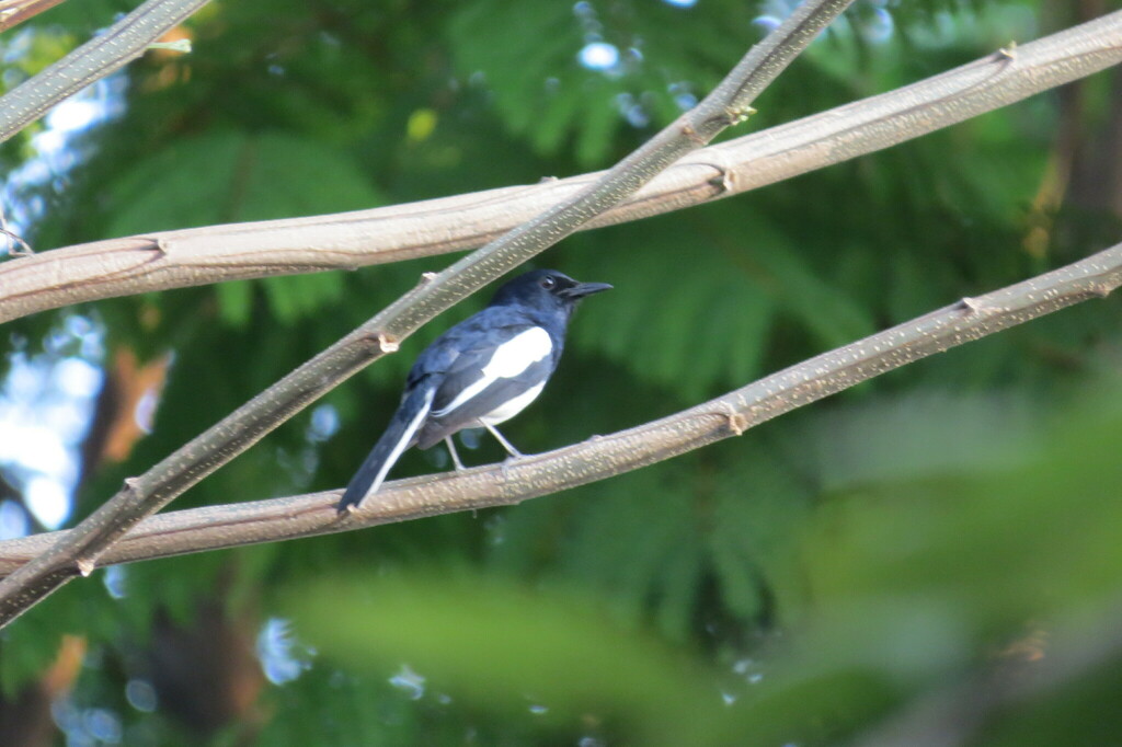 Copsychus saularis saularis from Pathum Wan, Bangkok 10330, Таиланд on ...