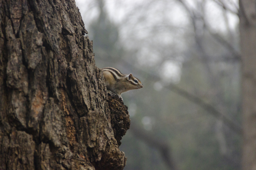 Siberian Chipmunk from China, 北京市海淀区蓝旗营 on February 28, 2021 at 10:22 ...