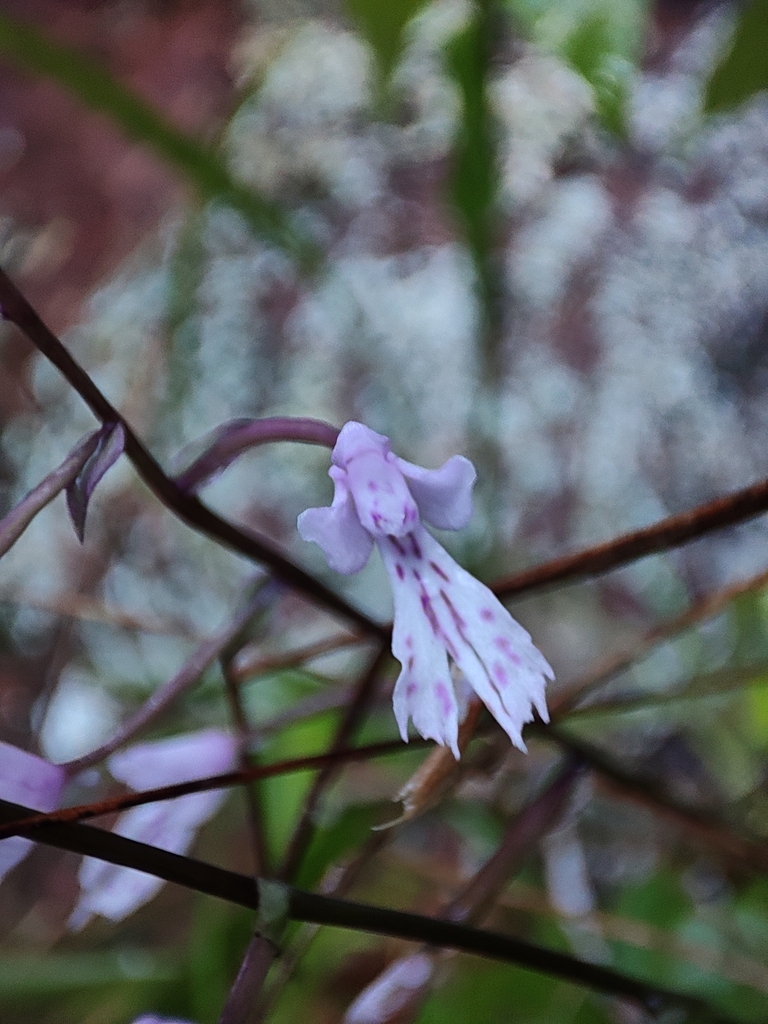 Stenoglottis inandensis from Mgangeni, Maphephetha, South Africa on ...