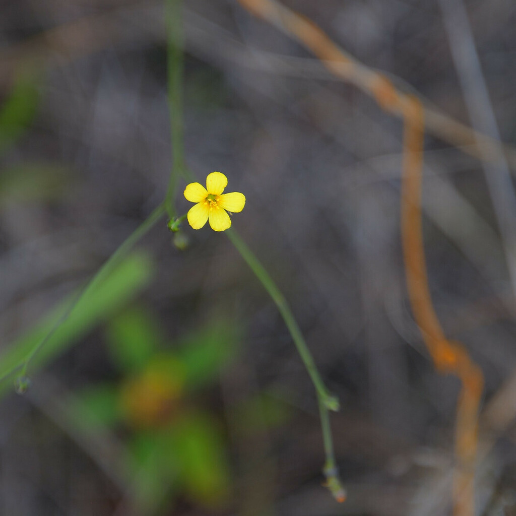 sand flax from Miami-Dade County, FL, USA on February 12, 2023 at 11:58 ...