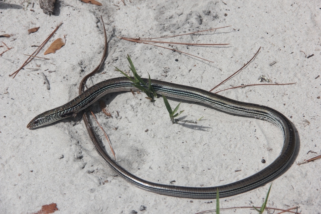 Slender Glass Lizard in September 2017 by captainjack0000 · iNaturalist