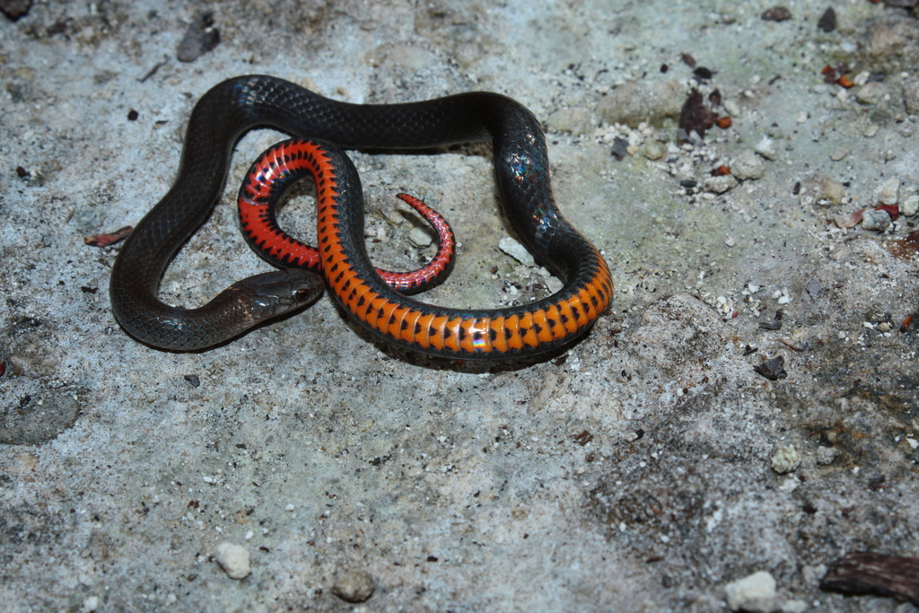 Key Ringneck Snake in February 2012 by Jake Scott · iNaturalist
