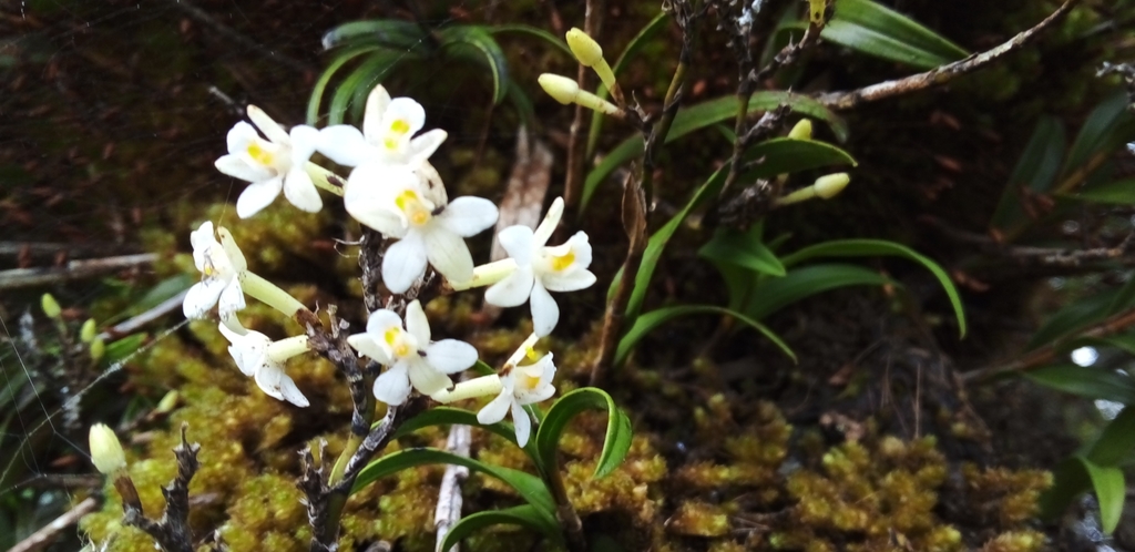Easter Orchid from Ōpunake 4682, New Zealand on February 13, 2023 at 12 ...