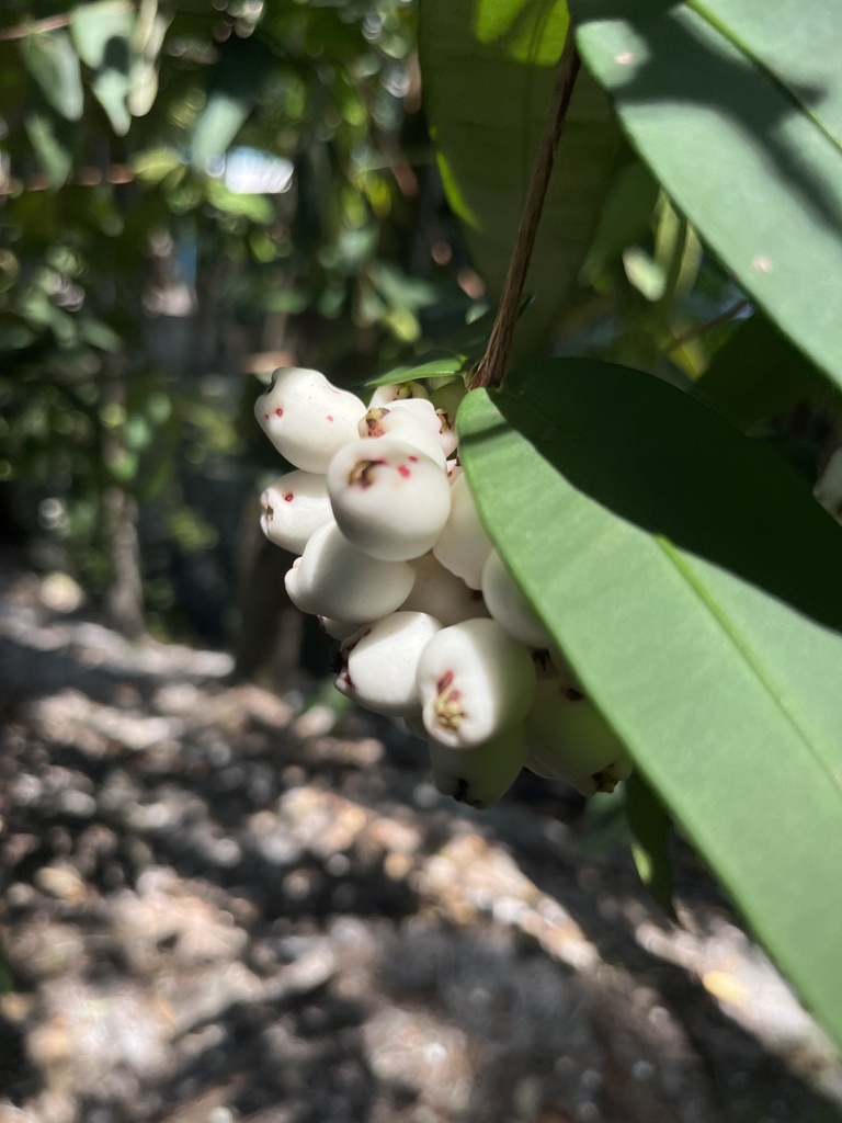Waterberries from K'Gari/Fraser Island, River Heads, QLD, AU on ...