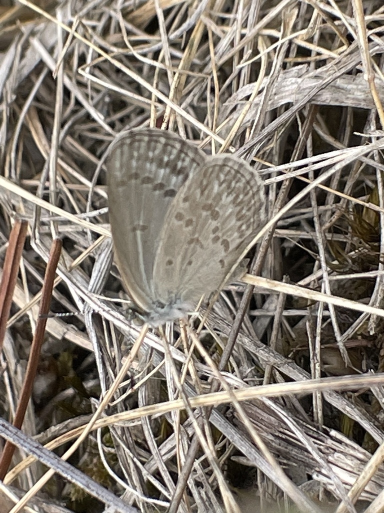 Lesser Grass Blue from Kookaburra Bush Cct, Frankston South, VIC, AU on ...