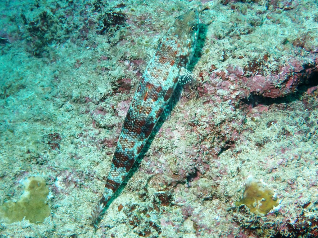 Variegated Lizardfish from Haleiwa, HI 96712, USA on February 11, 2023 ...