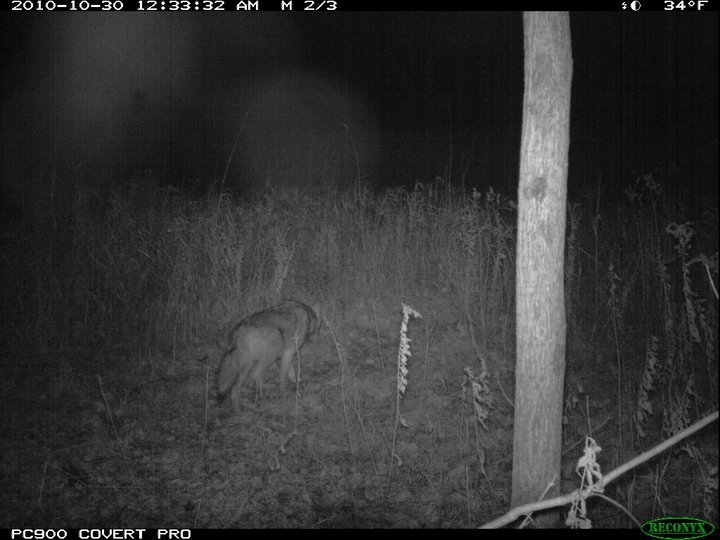 Coyote from Troy, Vermont on October 30, 2010 by Teri Lamphere ...