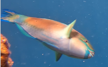 Pacific Bullethead Parrotfish from Hinchinbrook, QLD, Australia on ...