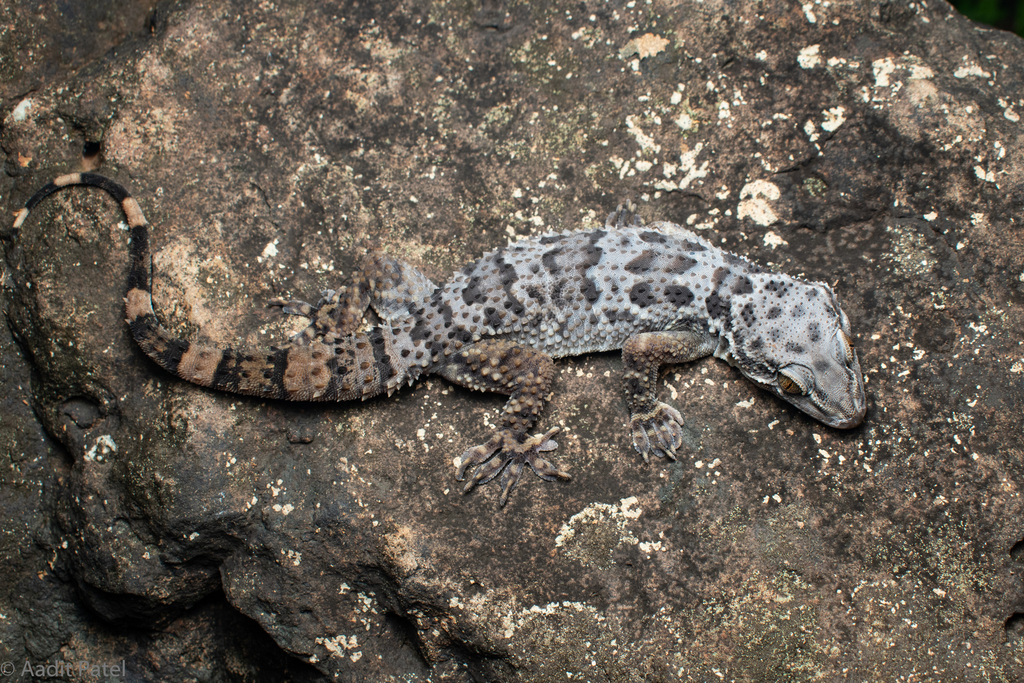 Giant Spotted Gecko from Dang, Gujarat, India on August 31, 2022 at 11: ...