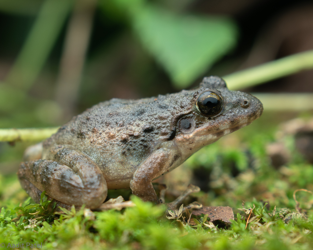Leith's leaping frog in September 2022 by Aadit Patel · iNaturalist