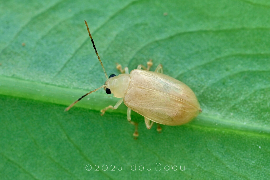 Skeletonizing Leaf and Flea Beetles from 中国海南省昌江黎族自治县霸王岭 on January 13 ...