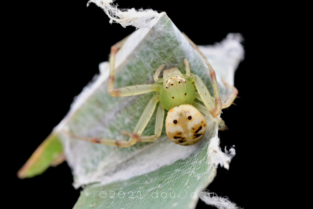 Diaea subdola from 中国海南省昌江黎族自治县霸王岭 on January 13, 2023 at 07:47 PM by ...