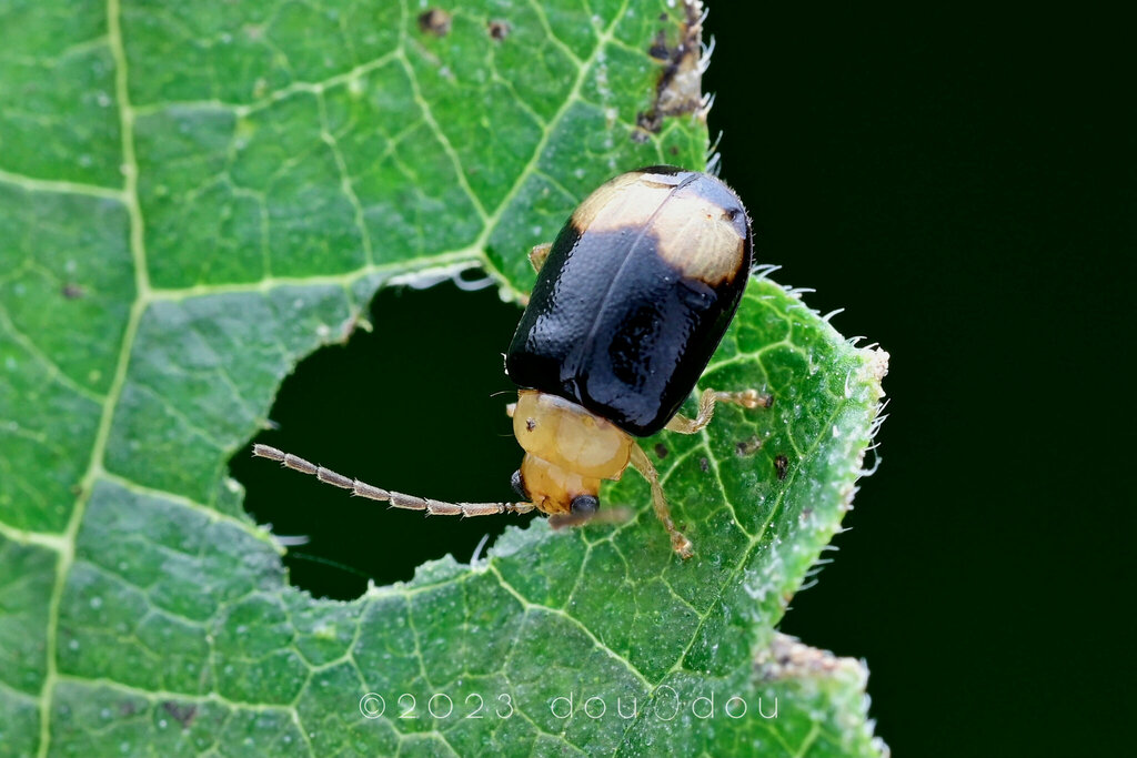Skeletonizing Leaf and Flea Beetles from 中国海南省昌江黎族自治县霸王岭 on January 13 ...