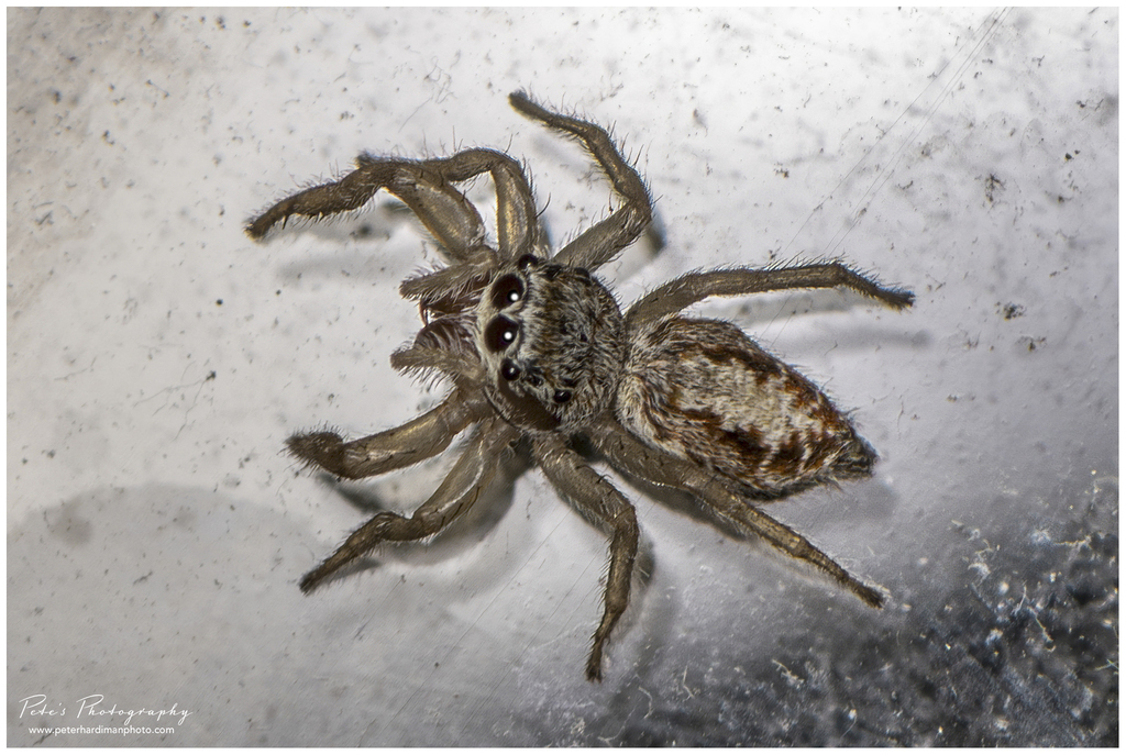 Striking Jumping Spiders from Ionian Islands, Greece on January 19 ...