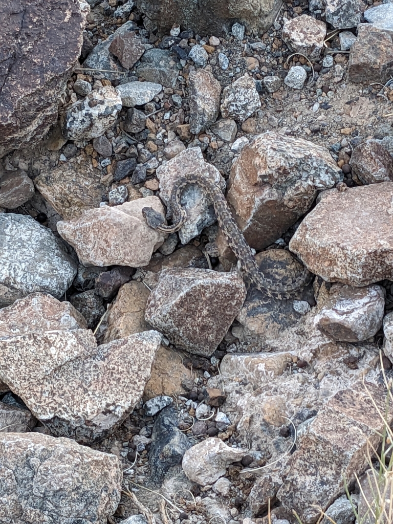Persian Horned Viper from Ad Dhahirah Governorate, Oman on February 13 ...