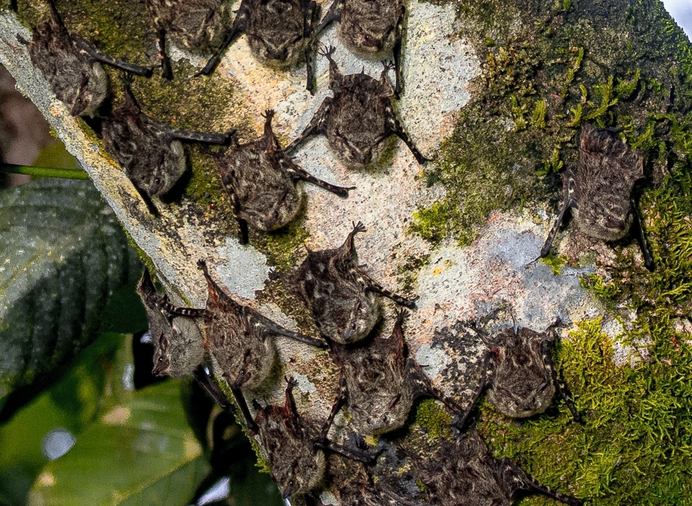 Proboscis Bat from Juan Francisco Bulnes, Honduras on January 15, 2003 at 11:07 AM by ramon ...