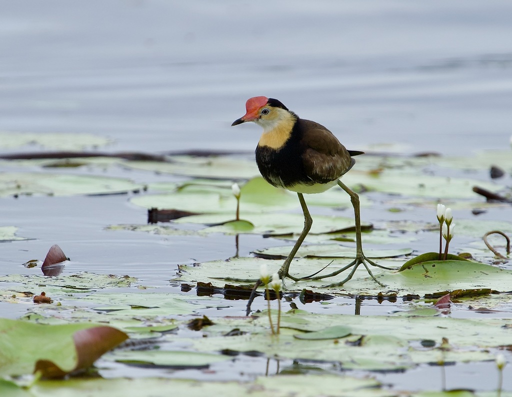 Comb-crested Jacana from 276 Meadowlands Rd, Carina QLD 4152, Australia ...