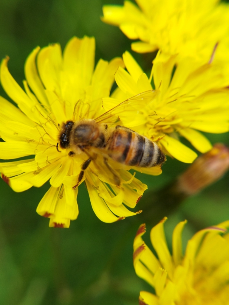 Western Honey Bee from La Paz, Quito, Ecuador on February 13, 2023 at ...