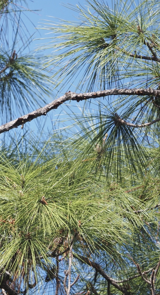 Bahamas Pine in February 2023 by Sharon Watson · iNaturalist