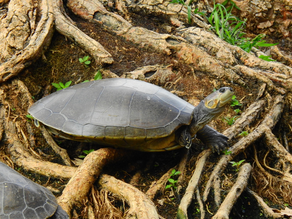 Giant South American Turtle in February 2023 by andres mauricio henao ...