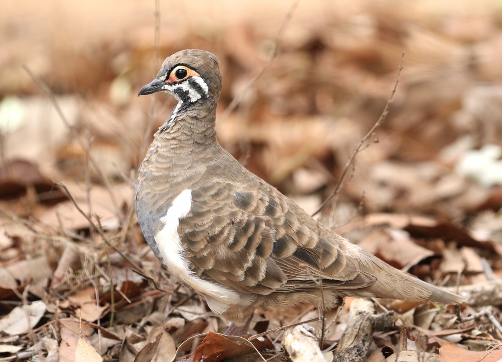 Squatter Pigeon from Granite Gorge Nature Park on October 23, 2016 by ...
