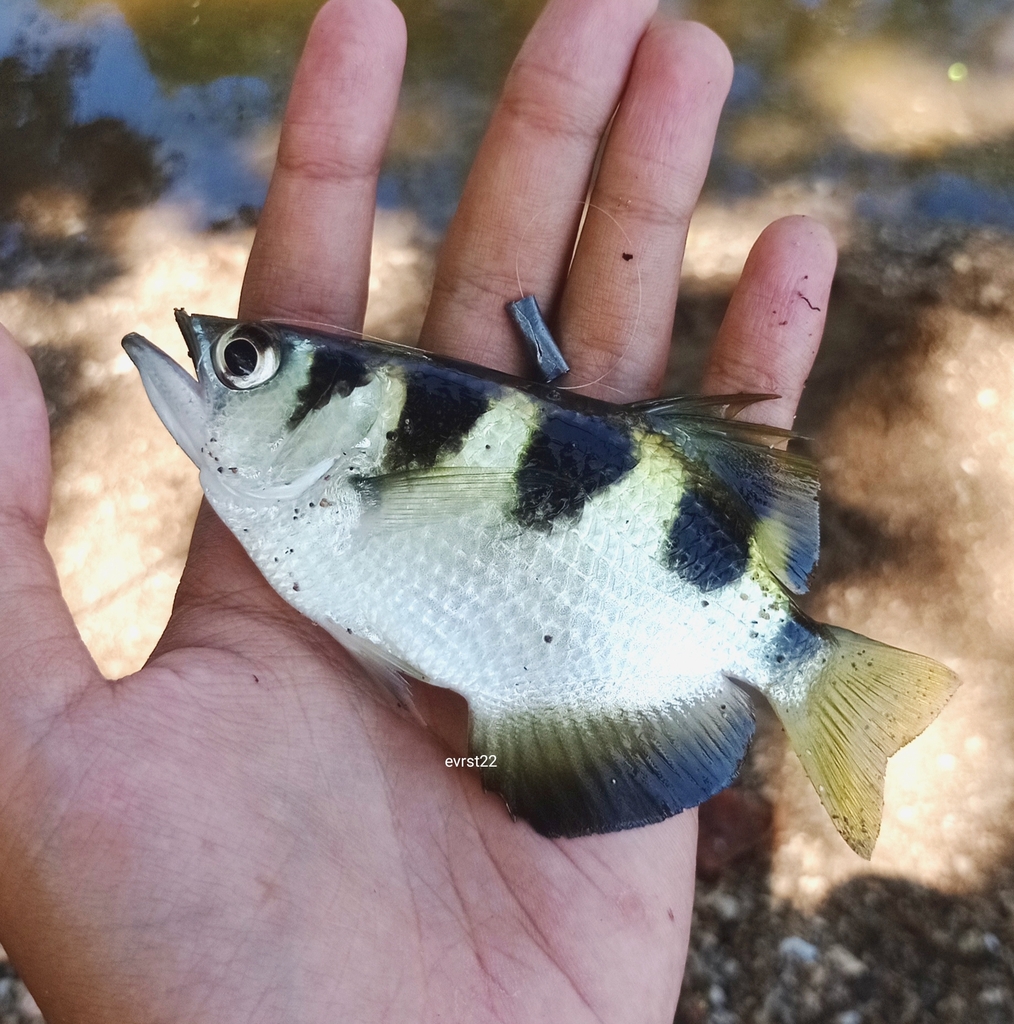 Banded Archerfish from G9R6+8XR, Labuhan Badas, Sumbawa Regency, West ...