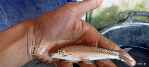 Lobocheilos falcifer · iNaturalist Guatemala