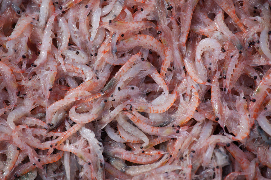 Antarctic Krill from Antarctica on April 15, 2005 at 08:59 PM by ...