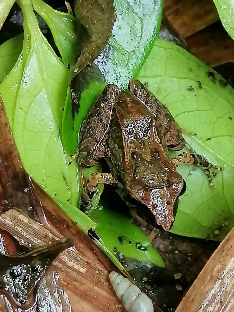 Cachabi Robber Frog from CRQ, Armenia, Quindío, Colombia on November 16 ...