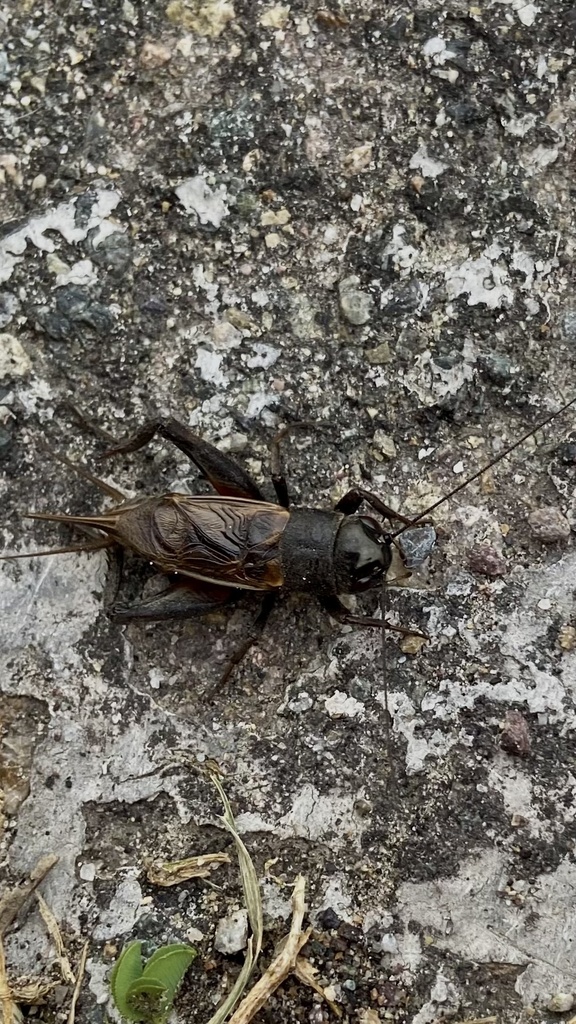 Long-chirp Field Cricket from Castle Park Middle School, Chula Vista ...