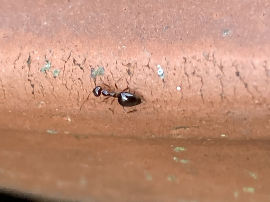 American Winter Ant from Delaware St, Berkeley, CA, US on February 13 ...