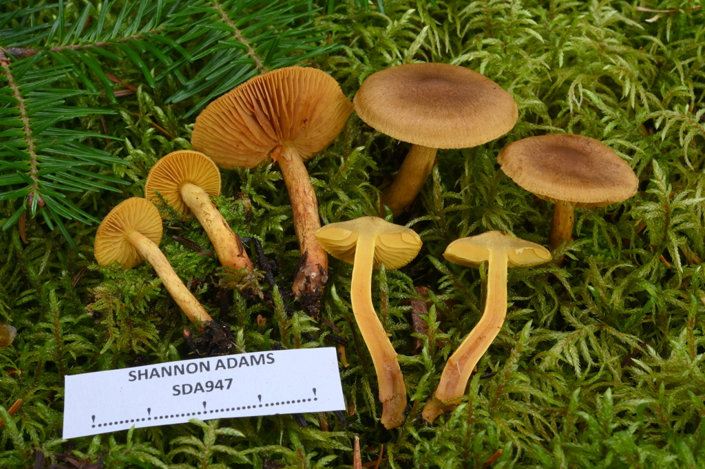 saffron webcap from Mt Snow, Vermont. Summit, forested areas by ski ...