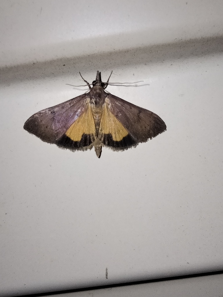 Tree Lucerne Moth from Neergabby WA 6503, Australia on February 13 ...
