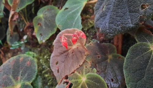 Begonia smithiae · iNaturalist