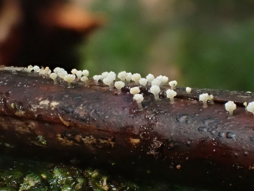 Favolaschia from Potaro-Siparuni, Guyana on December 28, 2021 at 09:56 ...