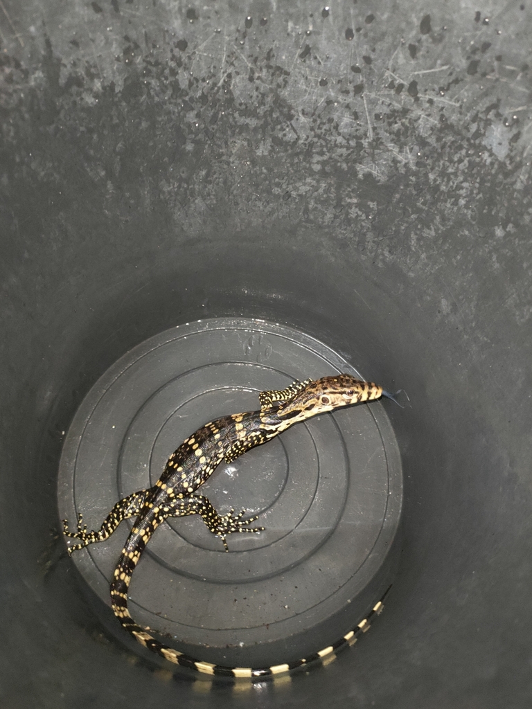 Two-striped Water Monitor from 3MQ6+W6G, Sombro, Sooko, Kec. Sooko ...